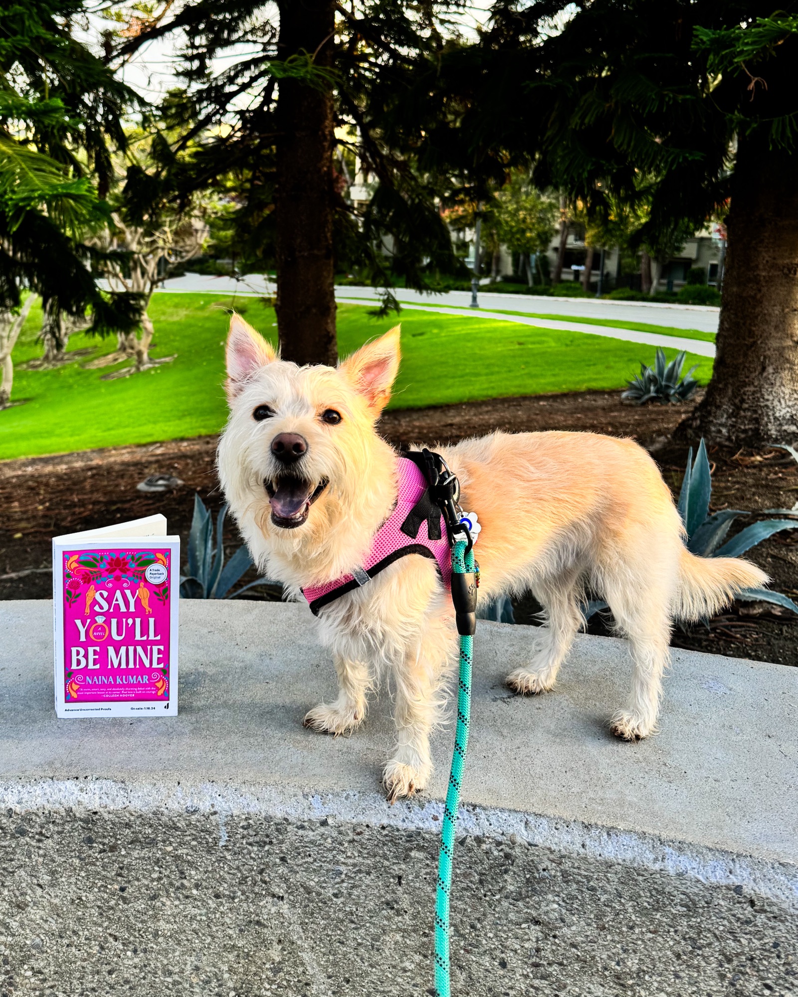 Review: Say You’ll Be Mine | Asha Reads